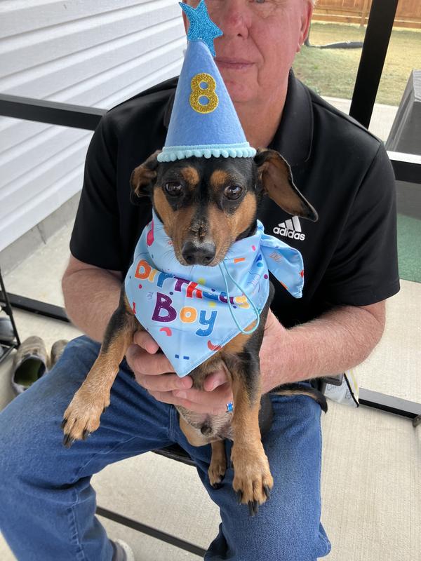 Jinx Chicken & Mango Recipe Cube Dog Treats - 6 oz. | Bloomingdale's