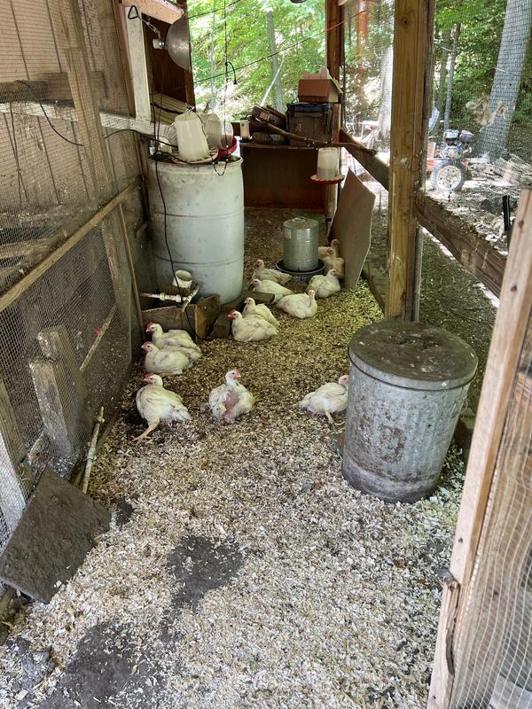 Purina Meat Bird Non-Medicated Crumbles Chicken Feed, 40 lb. Bag at ...