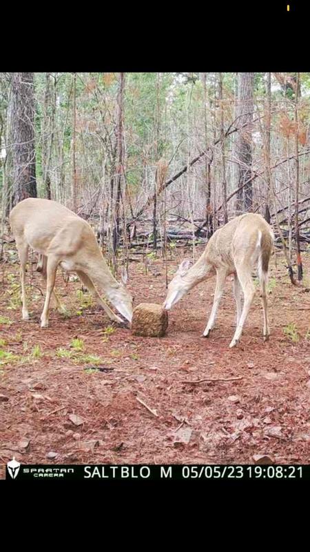 Purina AntlerMax Deer Block with Climate Guard, 33 lb. at Tractor Supply Co
