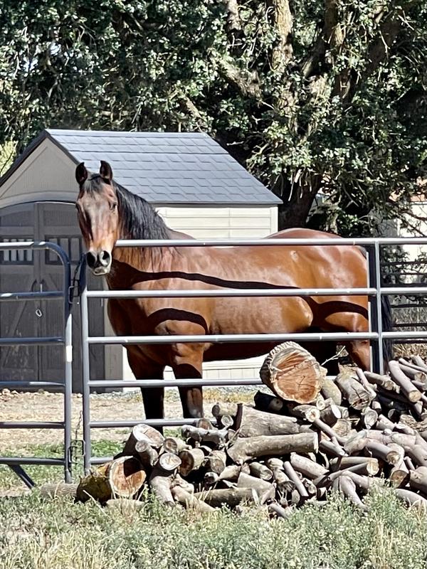 Producer's Pride 12% Sweet Horse Feed, 50 lb. Bag at Tractor Supply Co
