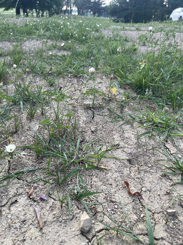 GroundWork 50 lb. 35,000 sq. ft. Landscapers Mix Grass Seed, North at ...