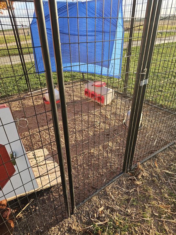 OverEZ 50 lb. Chicken Feeder at Tractor Supply Co
