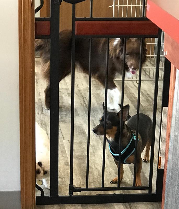 Regalo Extra Tall Home Accents Walk-Through Metal Pet Gate, 30 in. to ...