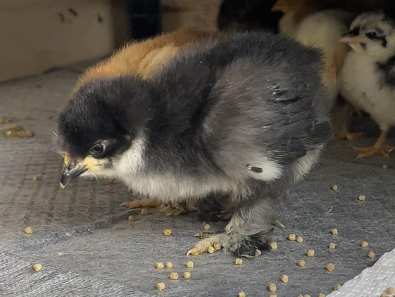 Nutrena NatureWise Silkie & Ornamental Chick Starter Grower Clean Mini ...