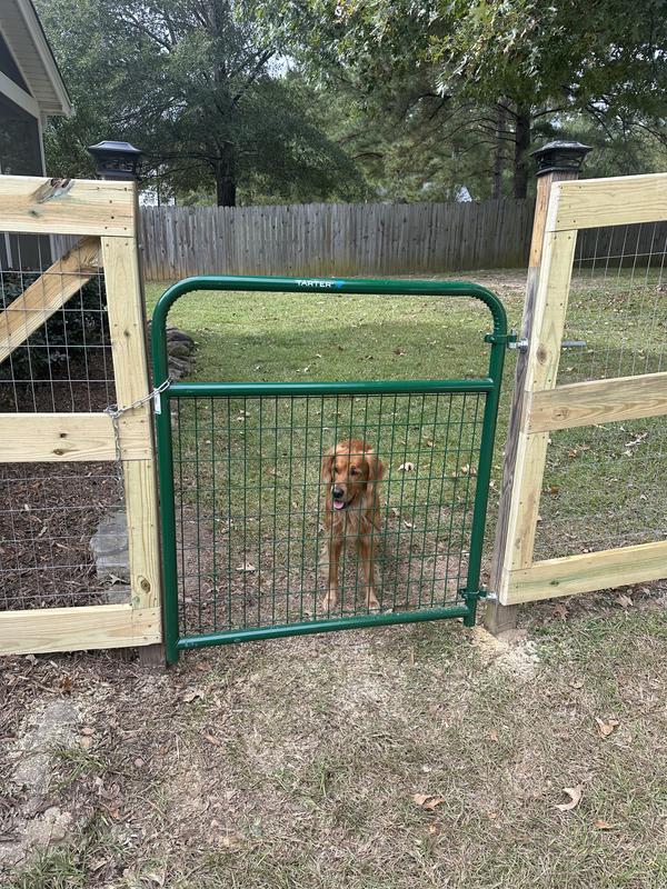 Tarter 4 ft. x 50 in. Wire Filled Gate, 2 in. x 4 in. Mesh, Green at ...