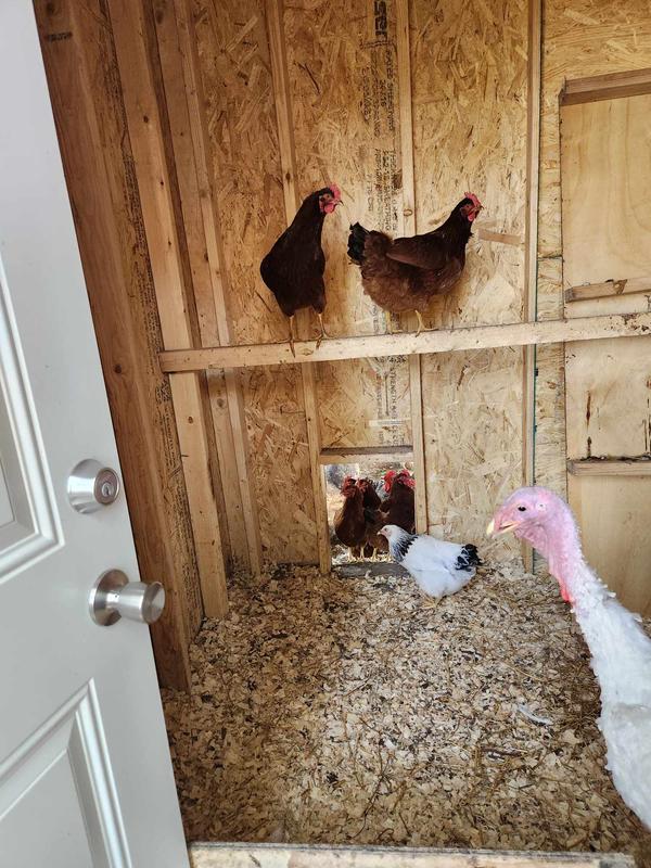 Producer's Pride 16% Layer Pelleted Chicken Feed, 50 lb. Bag at Tractor ...