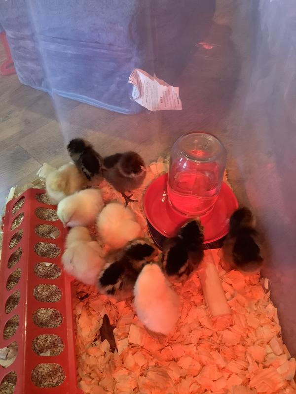 Hoover's Hatchery Live Rare Standard Package Chickens, 10 ct. Baby ...