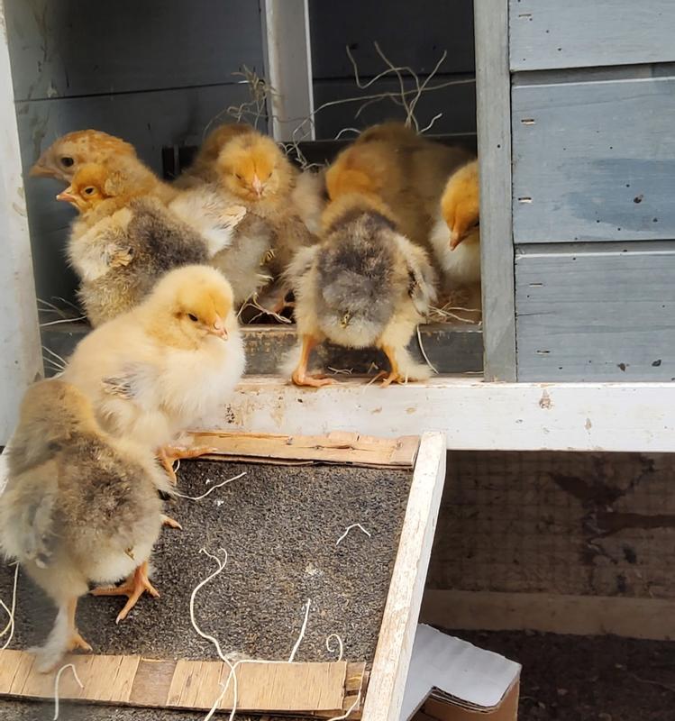 Hoover's Hatchery Live Assorted Brahma Baby Chicks, 10 ct. at Tractor ...