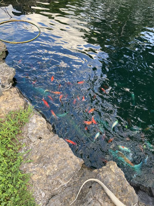 Purina AquaMax 4000 Pelleted Pond Fish Feed, 50 lb. Bag at Tractor ...