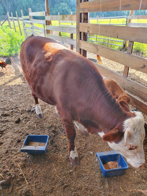 Purina Precon Complete with RX3 Cattle Feed, 50 lb. Bag at Tractor ...