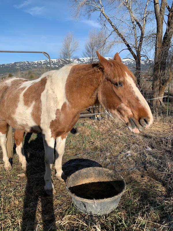 Standlee Premium Western Forage Certified Timothy Grass Hay Pellet ...