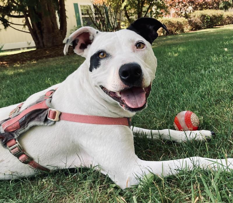 Retriever Dog Tie Out Cable, 20 ft., Up to 150 lb. Capacity at Tractor ...