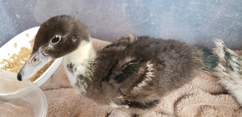 Nature's Best Organic Organic Duck Crumble Feed at Tractor Supply Co