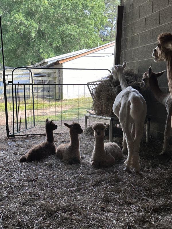 Rugged Ranch 1 Bale 4 ft. Galvanized Sheep and Goat Feeder at Tractor ...