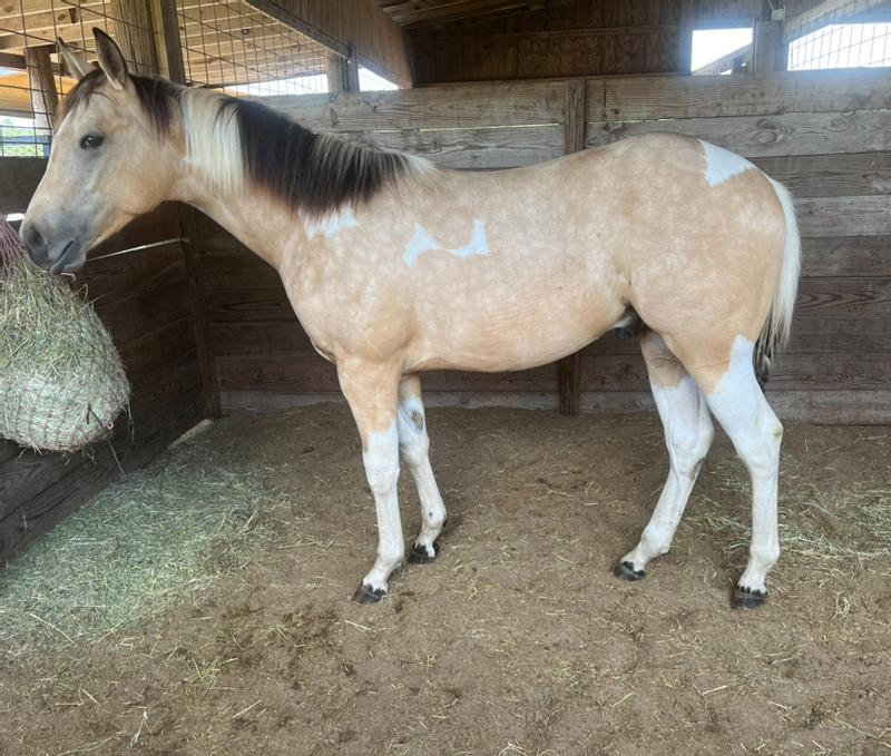 Purina Omolene #300 Growth Foal and Lactating Mare Horse Feed, 50 lb ...