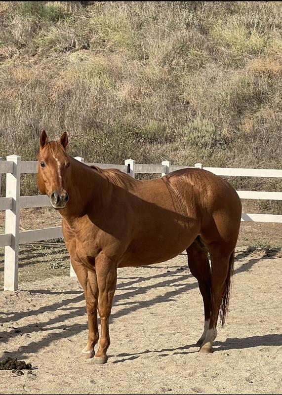 Purina Strategy Healthy Edge Horse Feed, 50 lb. Bag at Tractor Supply Co.
