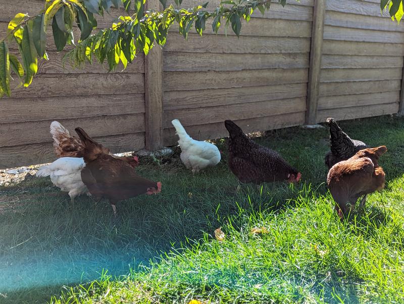 Purina Layena Layer Pelletes Chicken Feed, 50 lb. Bag at Tractor Supply Co.