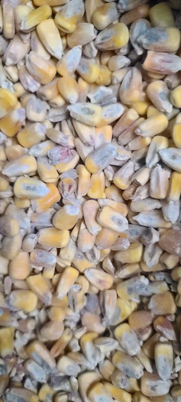 Producer's Pride Whole Corn Grains Cattle Feed, 50 lb. Bag at Tractor ...