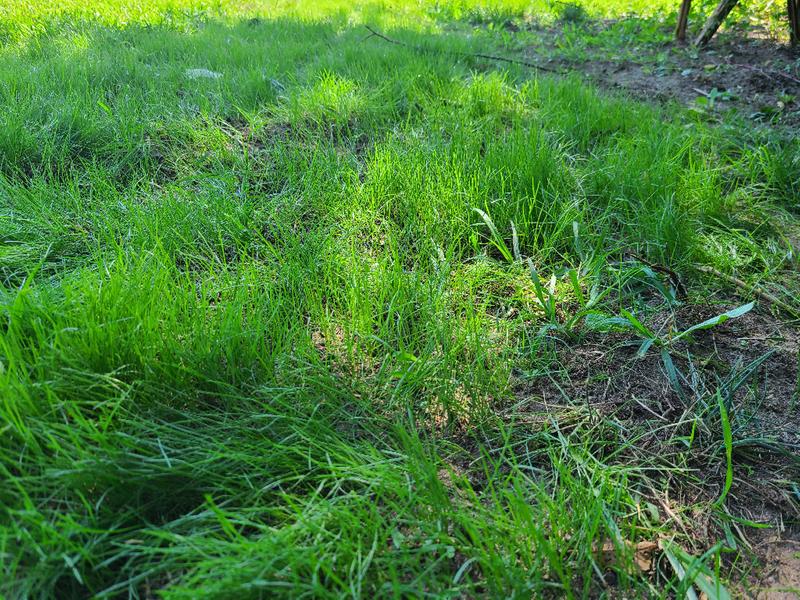 GroundWork 5 lb. 700 sq. ft. Dense Shade Mix Coated Grass Seed, North ...