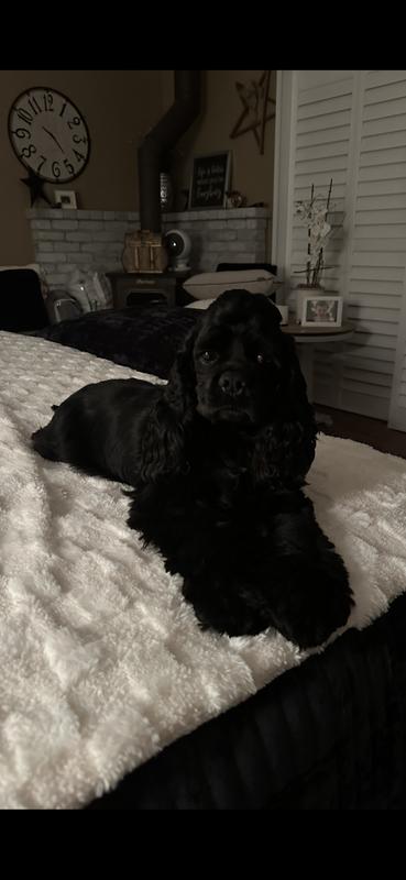 Victor Classic Hi-Pro Plus All Life Stages Beef Recipe Dry Dog Food at ...