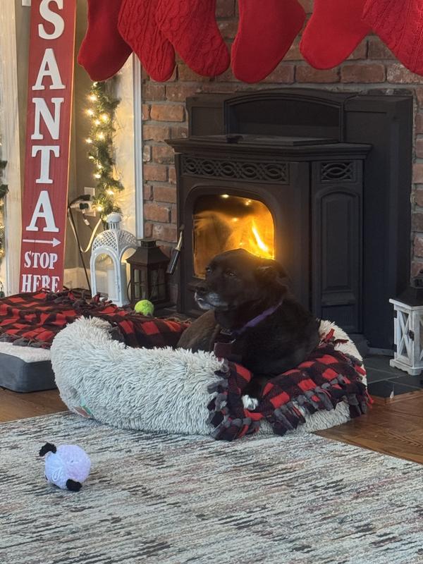 Best Friends by Sheri Donut Shag Dog/Cat Bed & Blanket, 2 pc. Set at ...