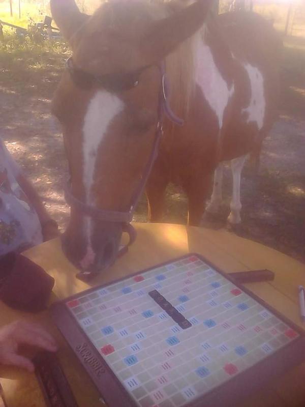 Nutrena ProForce Fuel XF Textured Horse Feed, 50 lb. Bag at Tractor ...