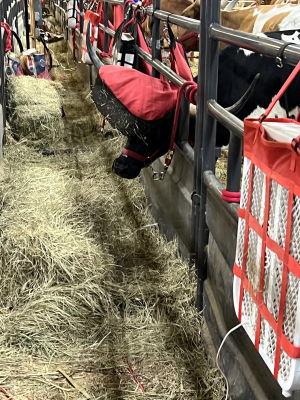 Tough1 Hanging Box Fan Holder for Horse Stalls, Black at Tractor Supply Co