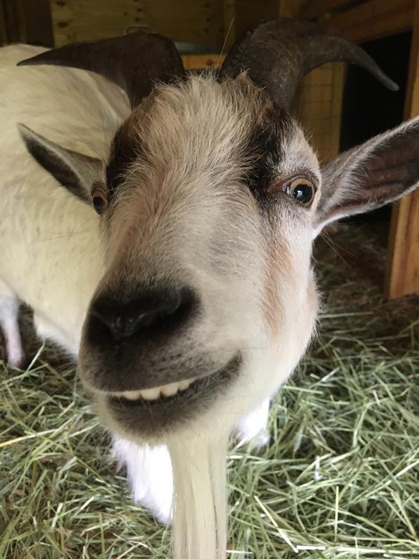 Manna Pro Goat Balancer Supplement, 10 lb. at Tractor Supply Co