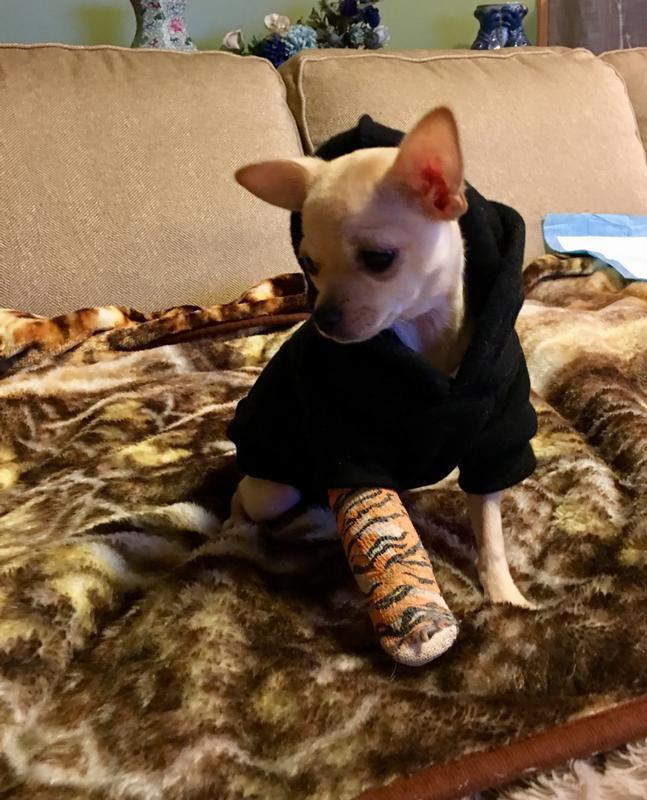 Meloxidyl (Meloxicam) Oral Suspension for Dogs, 1.5 mg/mL at Tractor ...