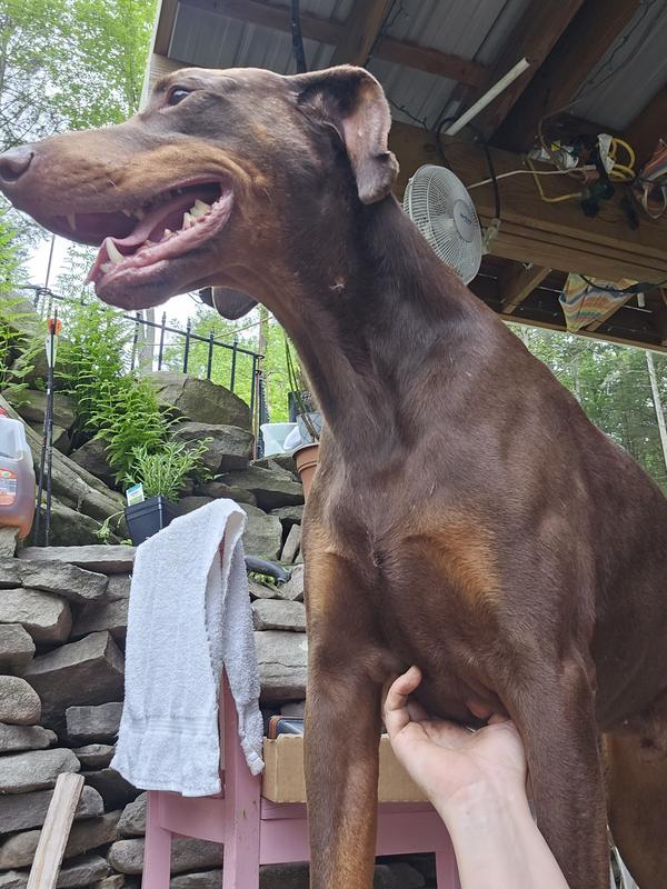 4health Strive All Life Stages Endurance 90 Formula Dry Dog Food, 45 lb ...