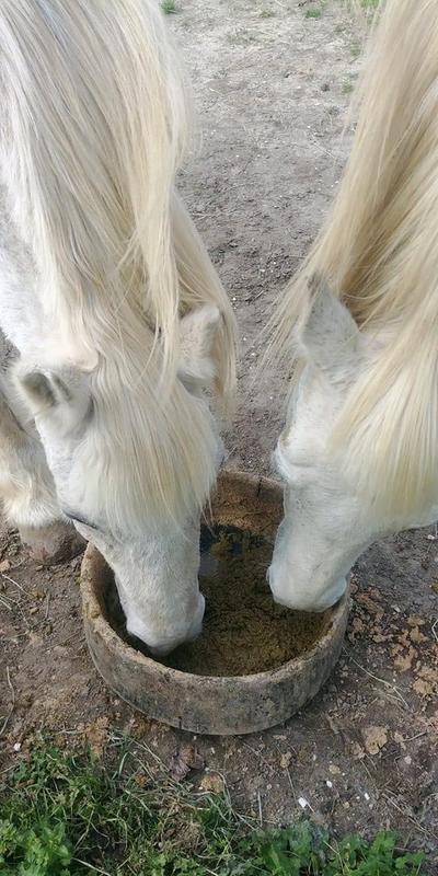 DuMOR Equine Fly Spray, 1 gal. at Tractor Supply Co
