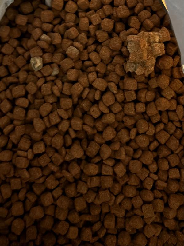Retriever Adult Performance High-Protein Beef and Chicken Recipe Dry ...