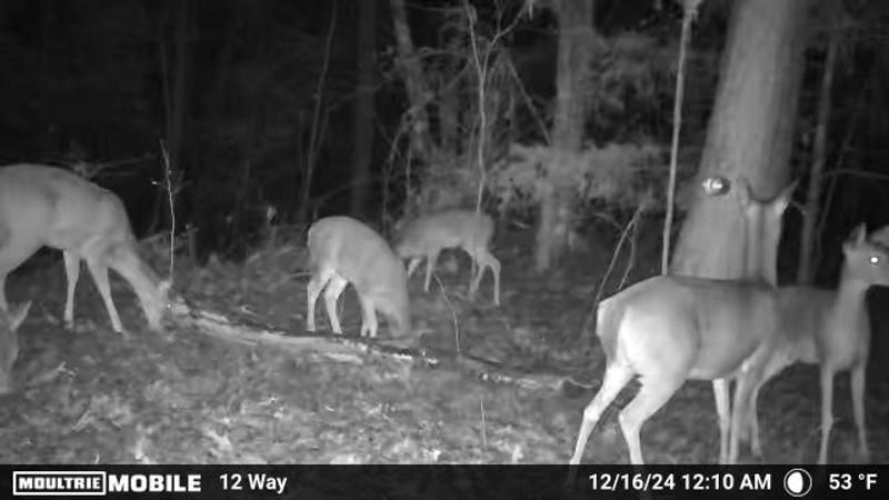 Evolved Habitats 1 gal. Buck Jam Wild Persimmon Deer Attractant at ...