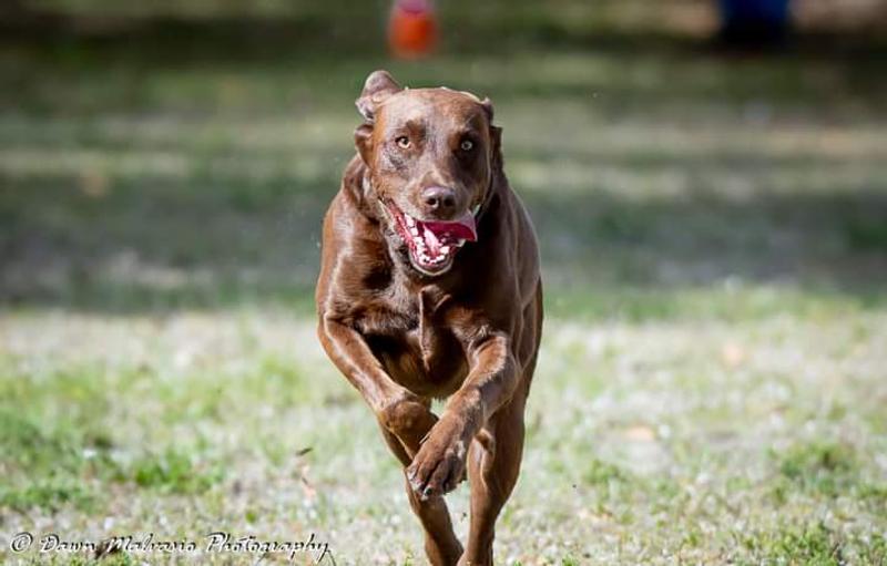 4health with Wholesome Grains Small Bites Adult Chicken Formula Dry Dog ...