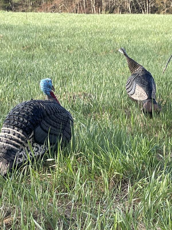 Hunters Specialties Strut-Lite Jake/Hen Decoy Combo Pack at Tractor ...