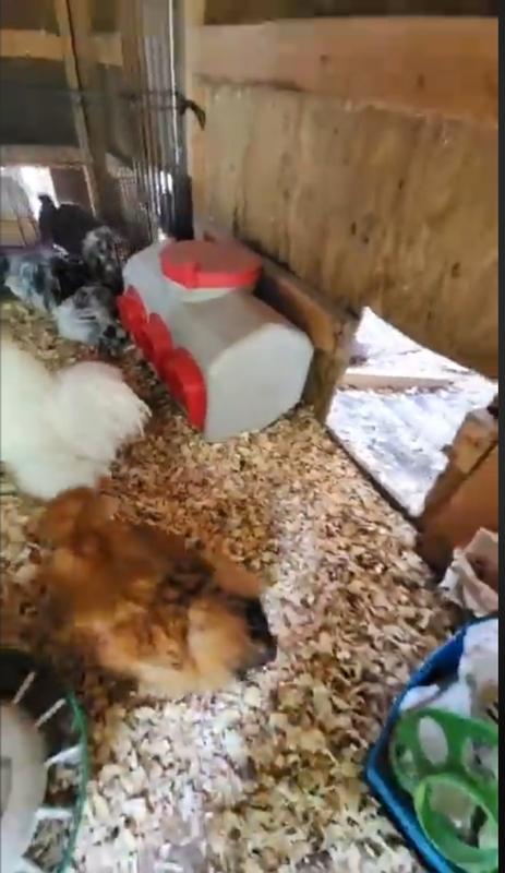 OverEZ 50 lb. Chicken Feeder at Tractor Supply Co