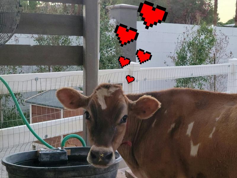 Nutrena NutreBeef Grower/Finisher Cattle Supplement, 50 lb. at Tractor ...