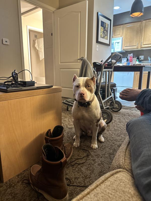 Sportmix CanineX Adult Performance Grain-Free Beef Recipe Dry Dog Food ...