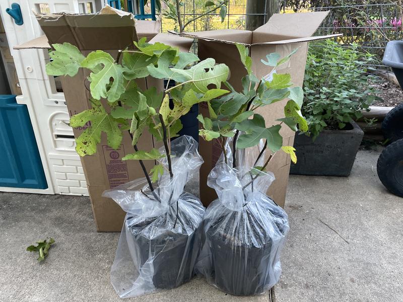 National Plant Network 2.25 gal. Potted LSU Gold Fig Tree at Tractor ...