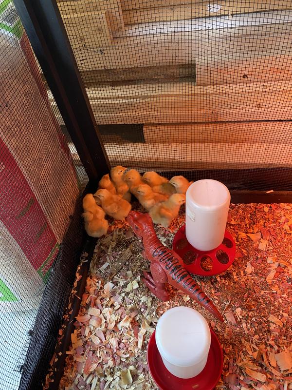 Hoover's Hatchery Live Rudd Ranger Chickens, 10 ct. at Tractor Supply Co