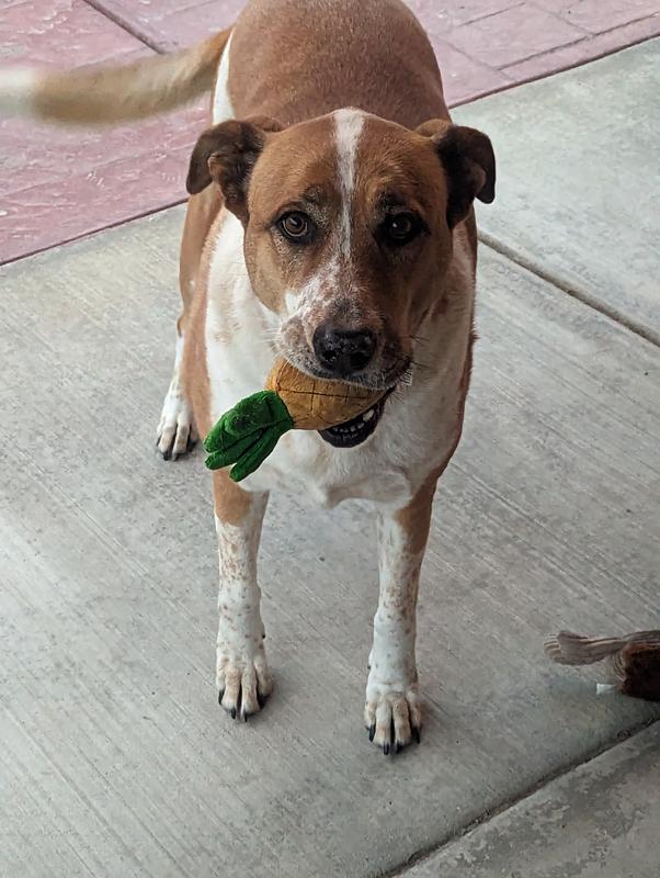 Gravy Train Beefy Classic Adult Beef Formula Dry Dog Food, 35 lb. Bag ...