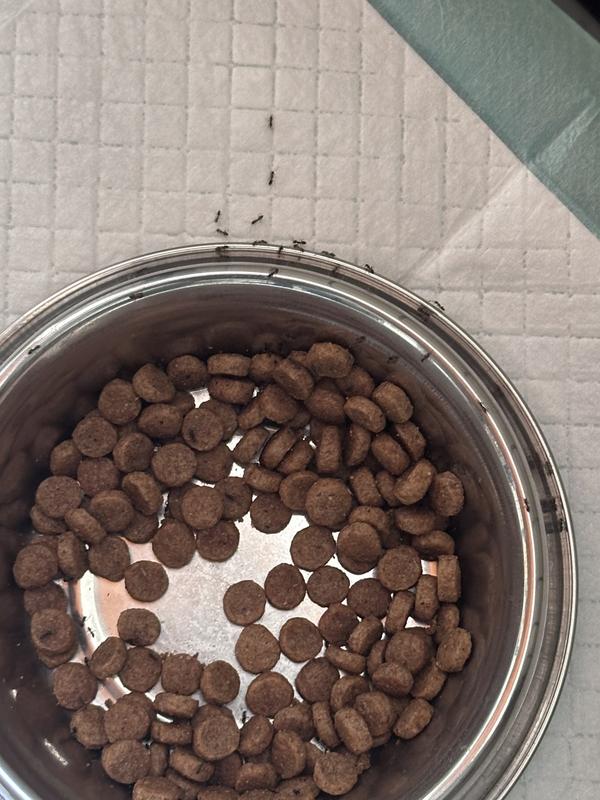 Iconic Pet Anti-Ant Non-Skid Stainless Steel Pet Bowl for Dog or Cat, 1 ...