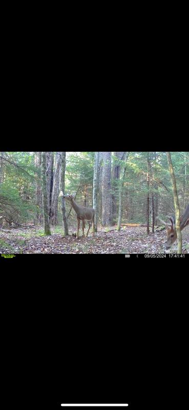 Wildlife Research Center 54 oz. Golden Rope Scent Rope Kit at Tractor ...