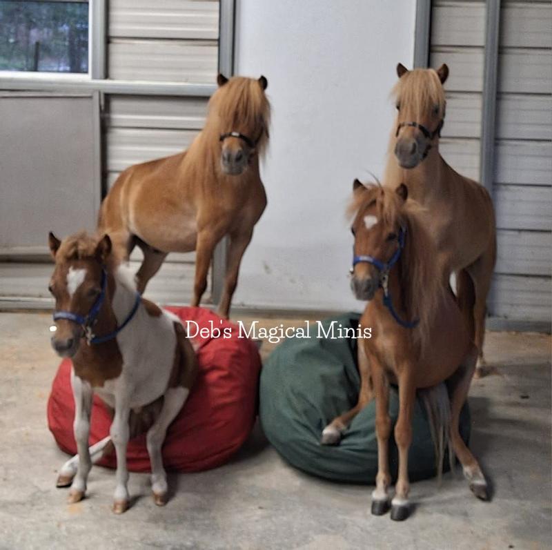 Standlee Premium Western Forage Timothy Grass Chopped Hay Horse Feed ...