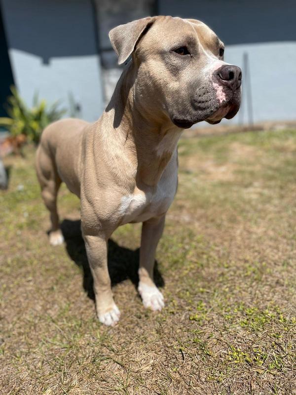 Sportmix CanineX All Life Stages Performance Grain-Free Chicken Recipe ...