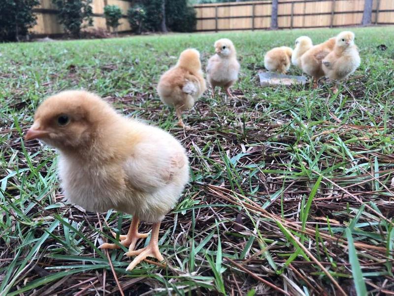 Hoover's Hatchery Live Rudd Ranger Chickens, 10 ct. at Tractor Supply Co