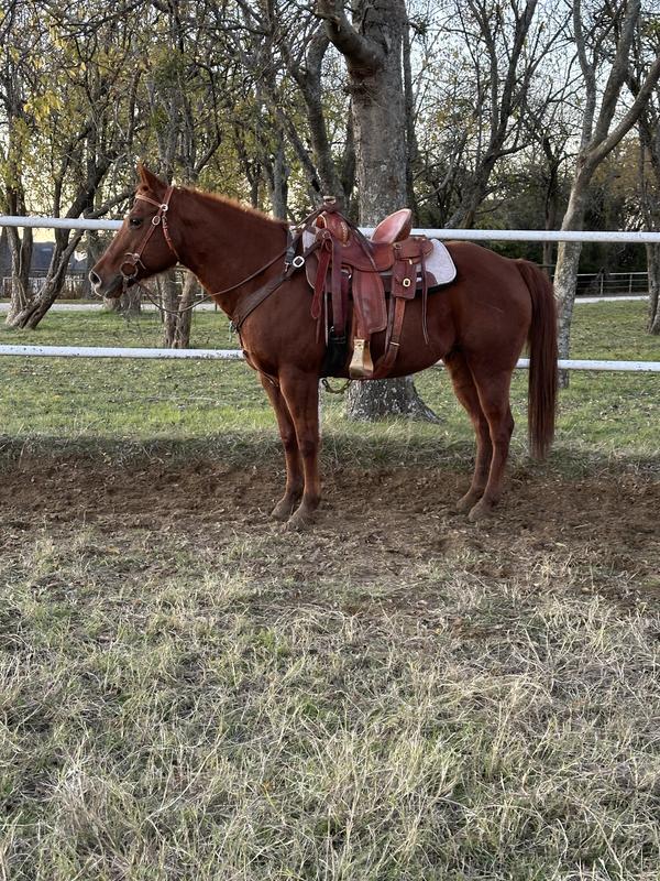 Nutrena ProForce Textured Senior Horse Feed, 50 lb. Bag at Tractor ...