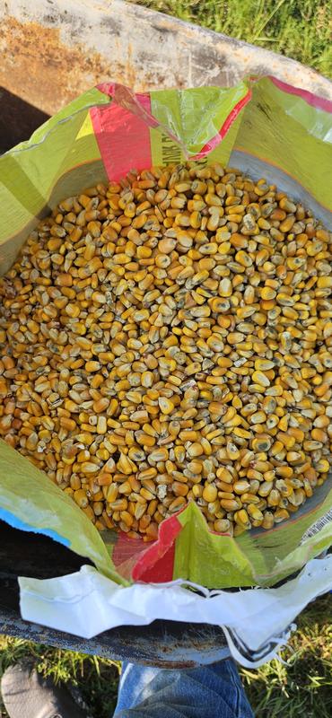 treeline Apple Flavor Deer Corn, 40 lb. Bag at Tractor Supply Co