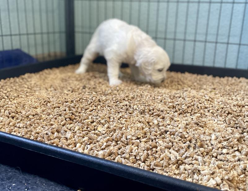 Tractor Supply Pelletized Bedding for Horses and Small Animals, 40 lb ...