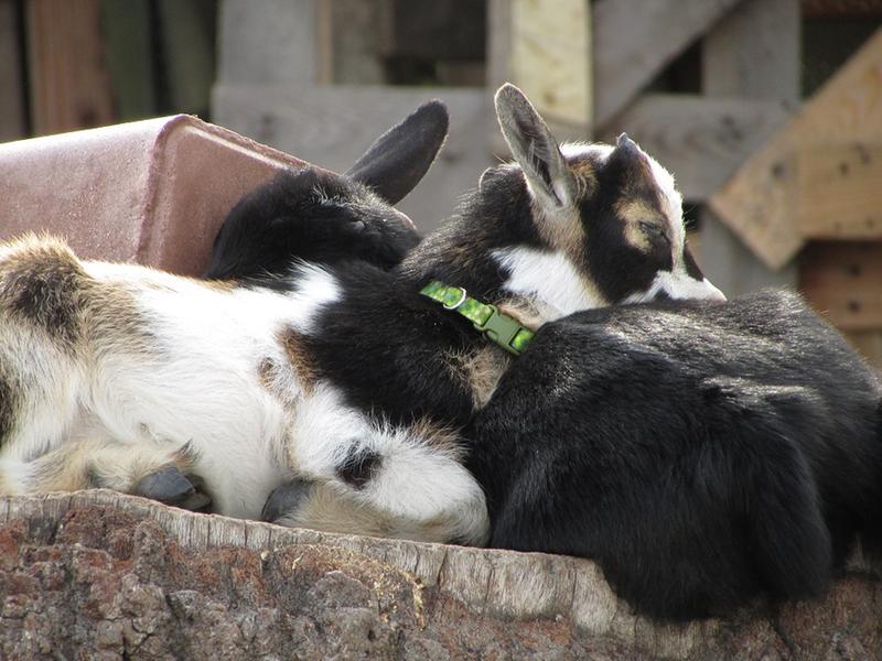 Huvepharma Corid 20% Amprolium Soluble Powder Bovine Coccidiosi ...